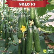 SOLO F1 HIYAR TOHUM