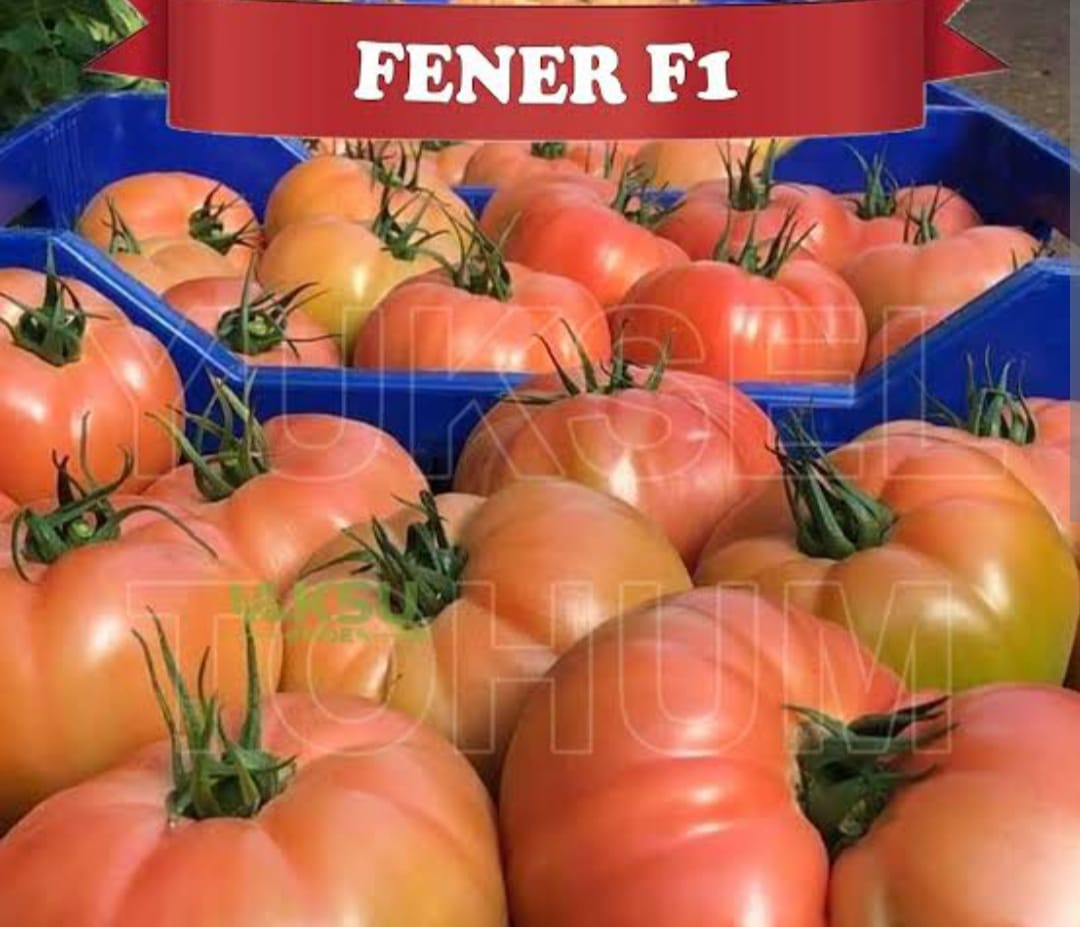 FENERF1 DOMATES TOHUMU