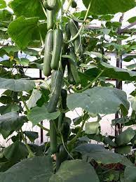 KIVANÇ F1 HIYAR TOHUMU