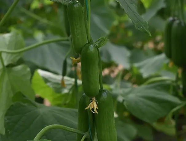 BEBE F1 SALATALIK ( HIYAR ) TOHUMU