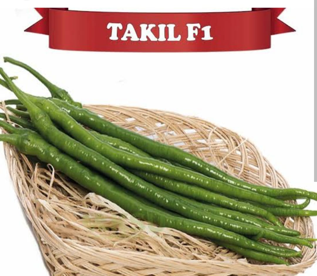 TAKIL F1 BİBER TOHUM