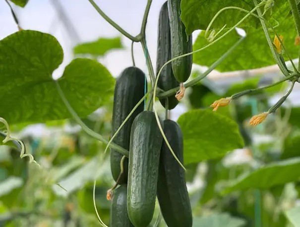 ENİS F1 SALTALIK ( HIYAR ) TOHUMU